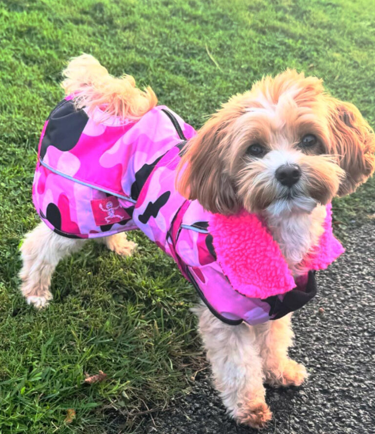 DRYBONES Waterproof Dog Coat